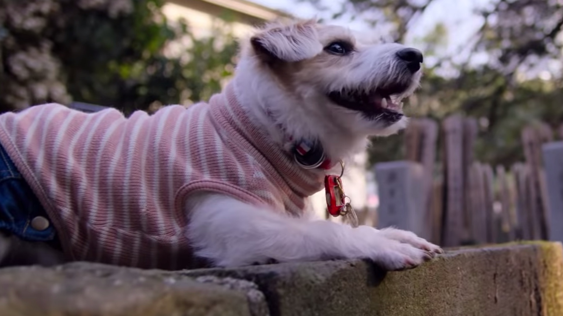 If You're a Dog Lover, You'll Want To Watch This Trailer For Netflix's ...