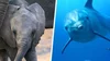 Trailer for Disneynature's New Animal Documentaries ELEPHANT and ...