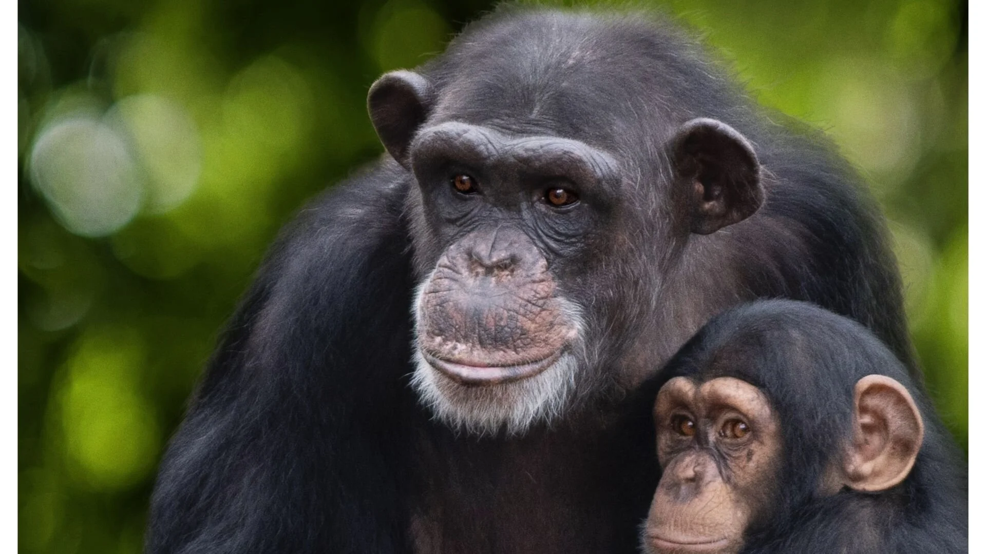 Get Ready to MEET THE CHIMPS in New Trailer for Disney+ — GeekTyrant