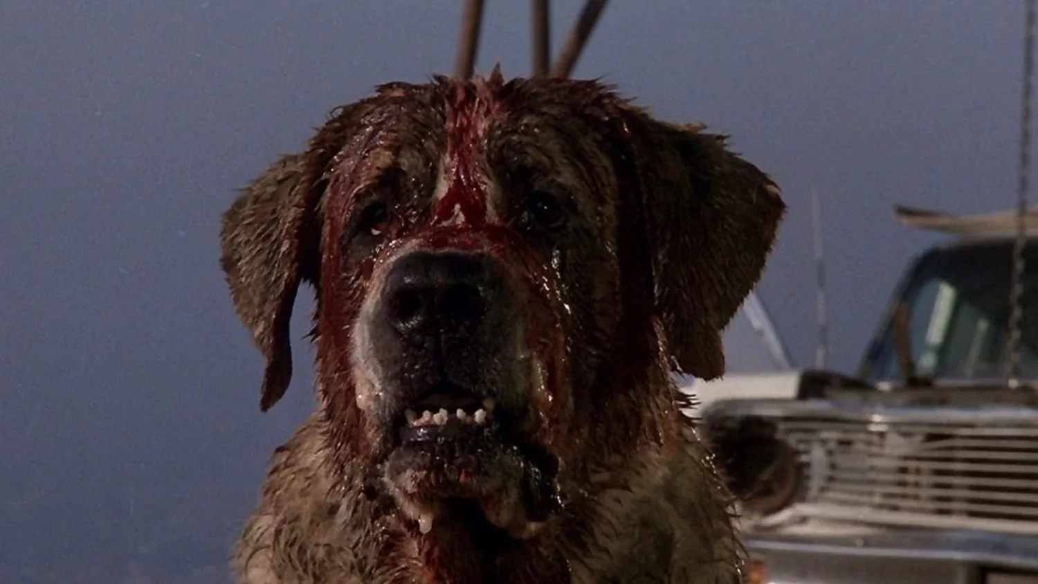 New Film Adaptation of Stephen King's CUJO Being Developed For Netflix ...