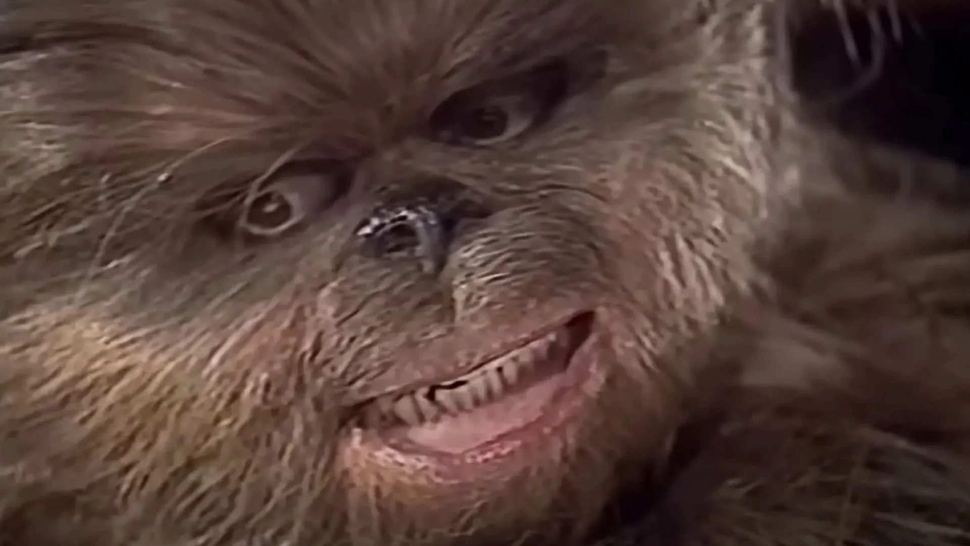 The Wookiee Costumes Nearly Broke the STAR WARS HOLIDAY SPECIAL ...