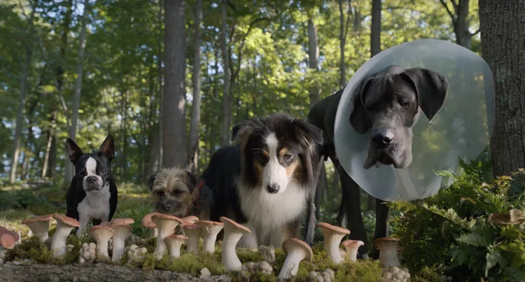 New Trailer for the Raunchy R-Rated Live-Action Dog Comedy STRAYS ...
