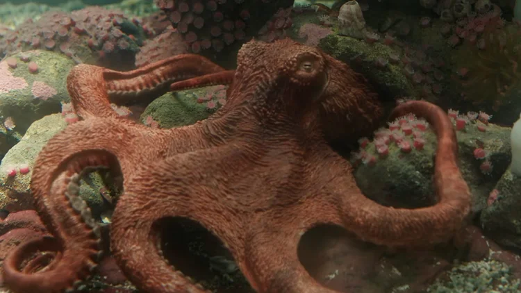 Alfred Molina Talks About Voicing an Octopus in REMARKABLY BRIGHT ...
