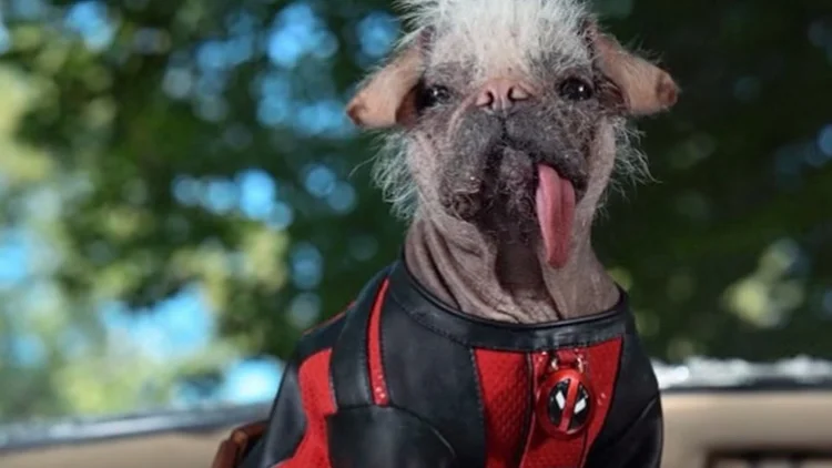 Ryan Reynolds Teases Dogpool in DEADPOOL 3 and the Film Gets a New ...