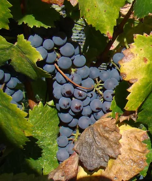 The Pursuit — LATERAL wine