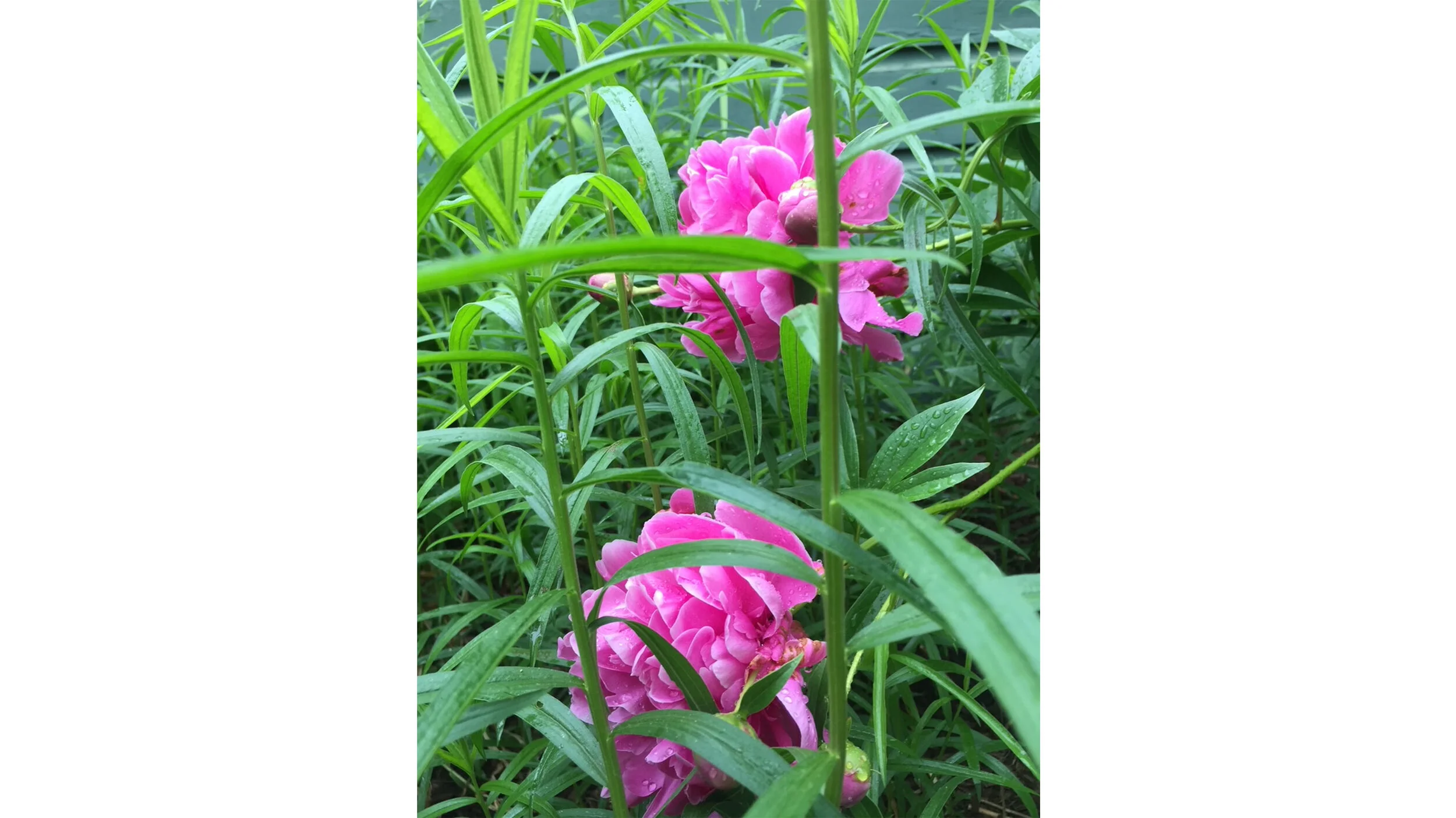 ZONE6 DESIGN - Landscape design in New York City