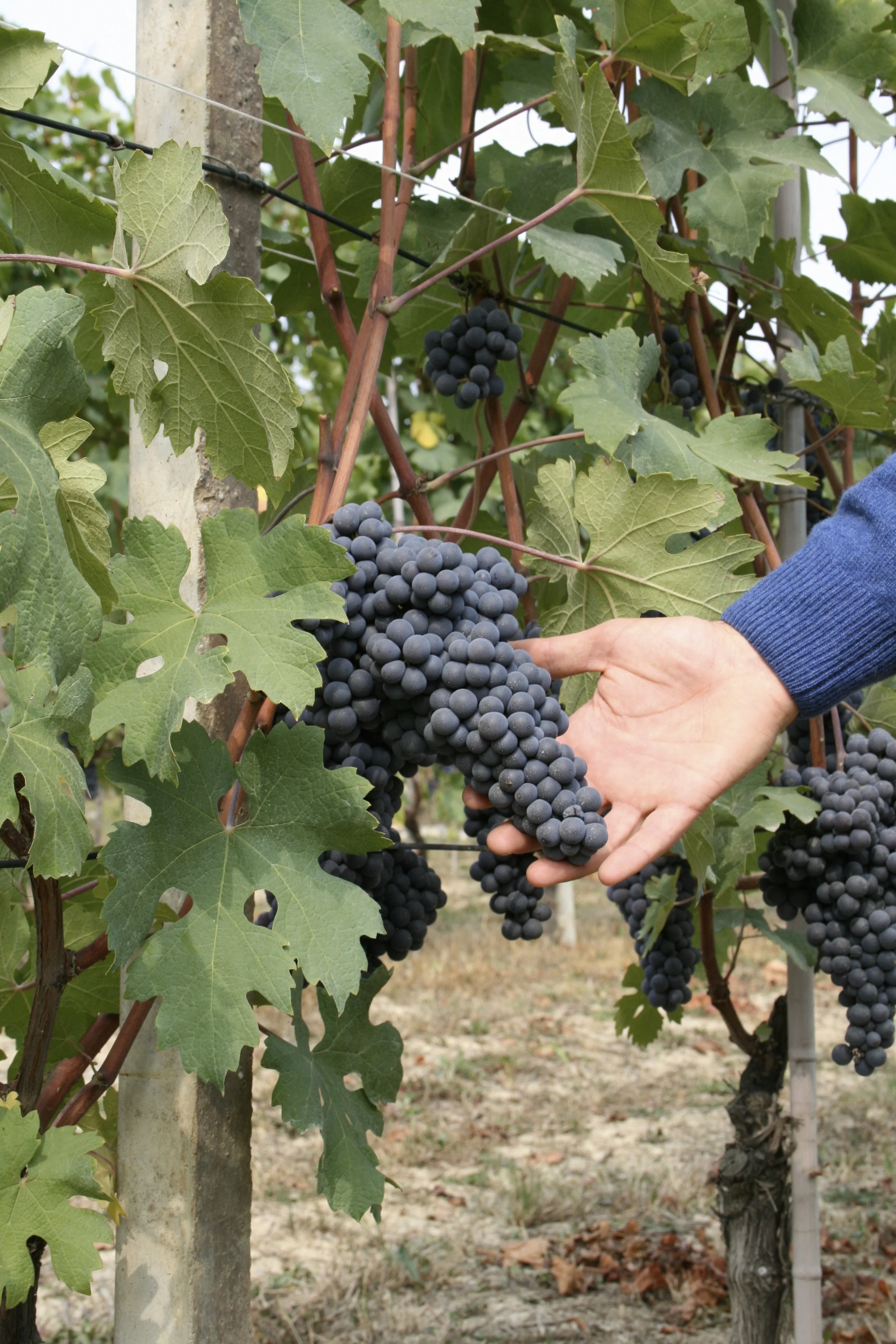Castello di Verduno — OLIVER McCRUM WINES & SPIRITS