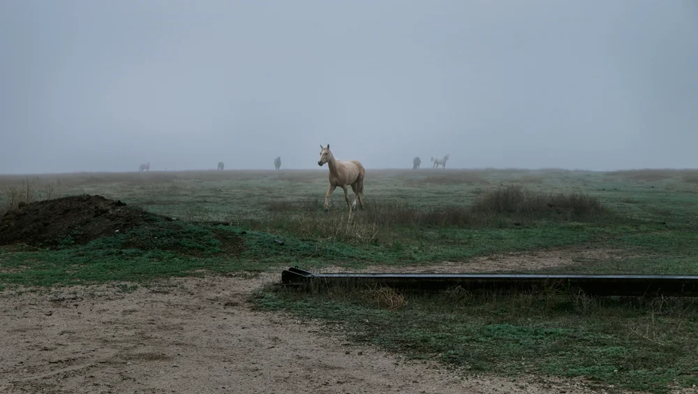 Scapes & Traits — Rob Amberg