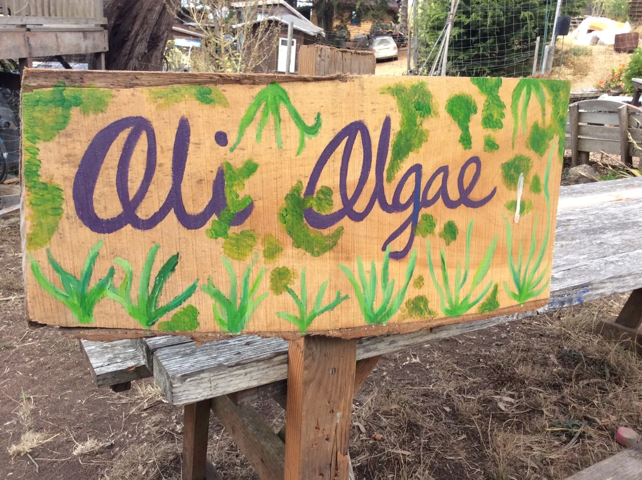 Highlights from Summer Camp — Slide Ranch