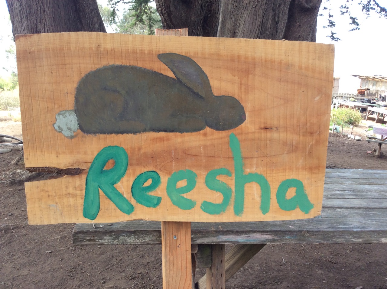 Highlights from Summer Camp — Slide Ranch