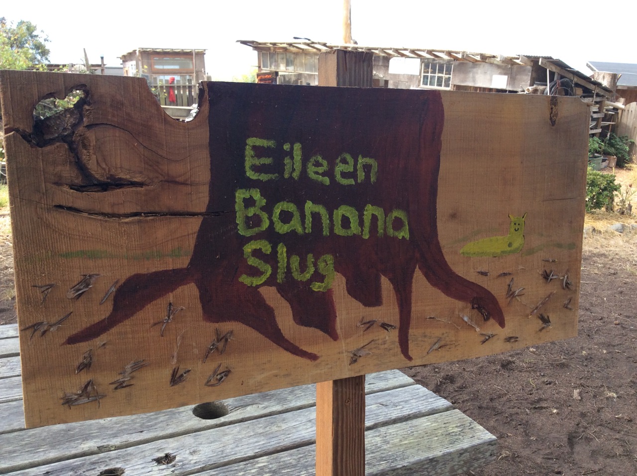 Highlights from Summer Camp — Slide Ranch