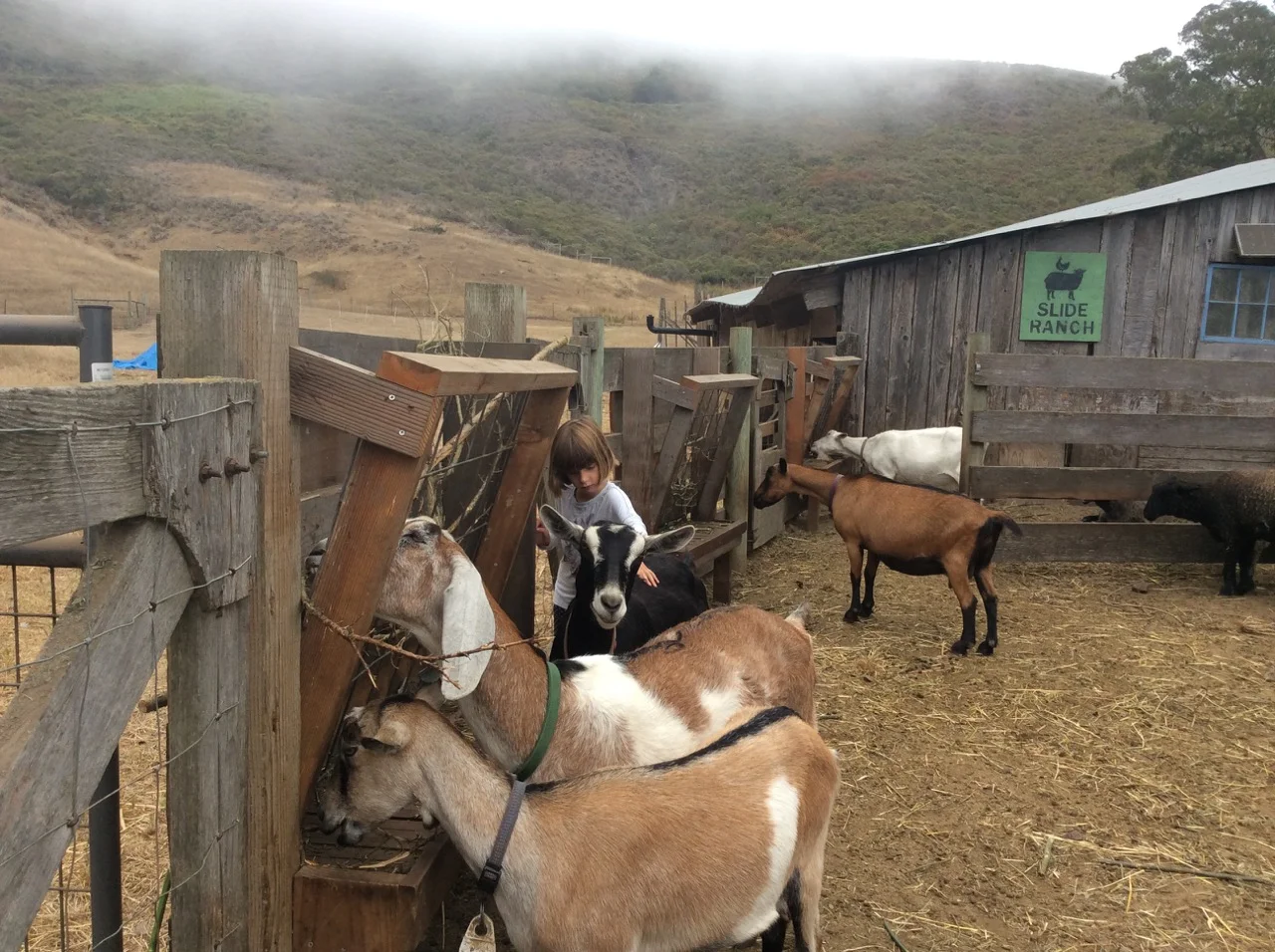 Highlights from Summer Camp — Slide Ranch