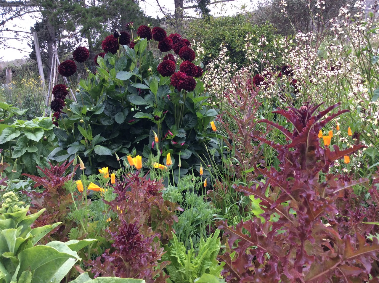 Highlights from Summer Camp — Slide Ranch