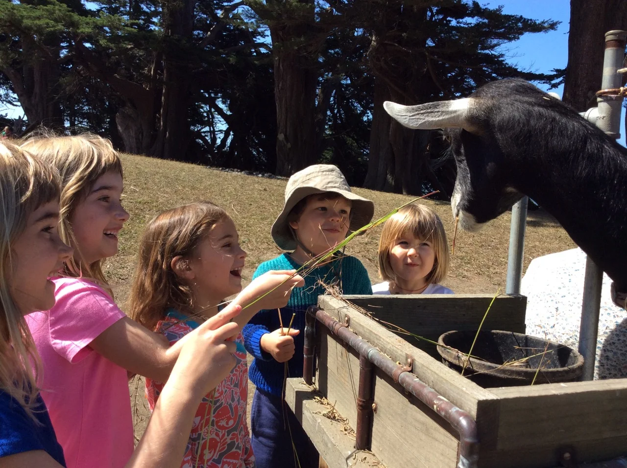 Highlights from Summer Camp — Slide Ranch