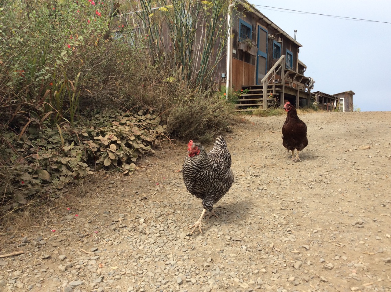 Highlights from Summer Camp — Slide Ranch