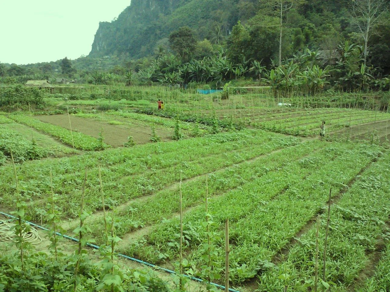 Structure — CCSDPT