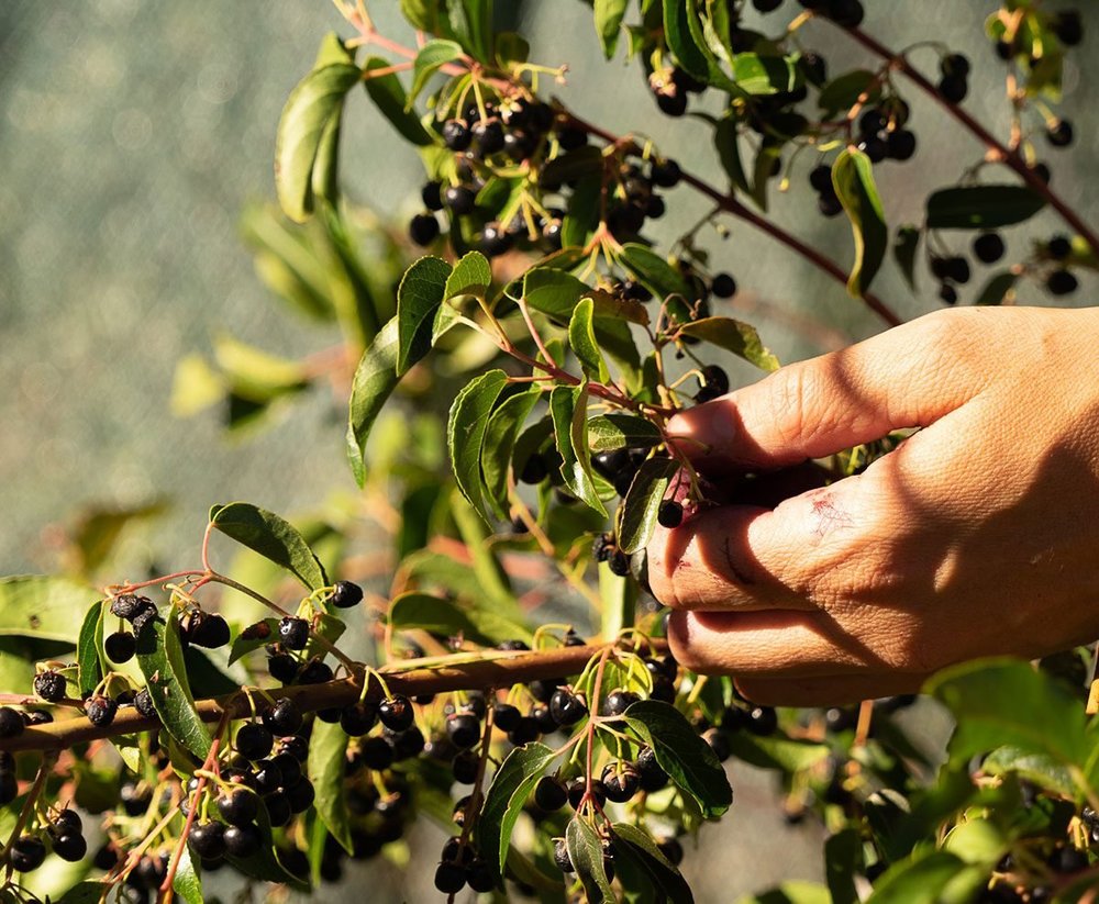 Patient's Store — OcuSci Inc.
