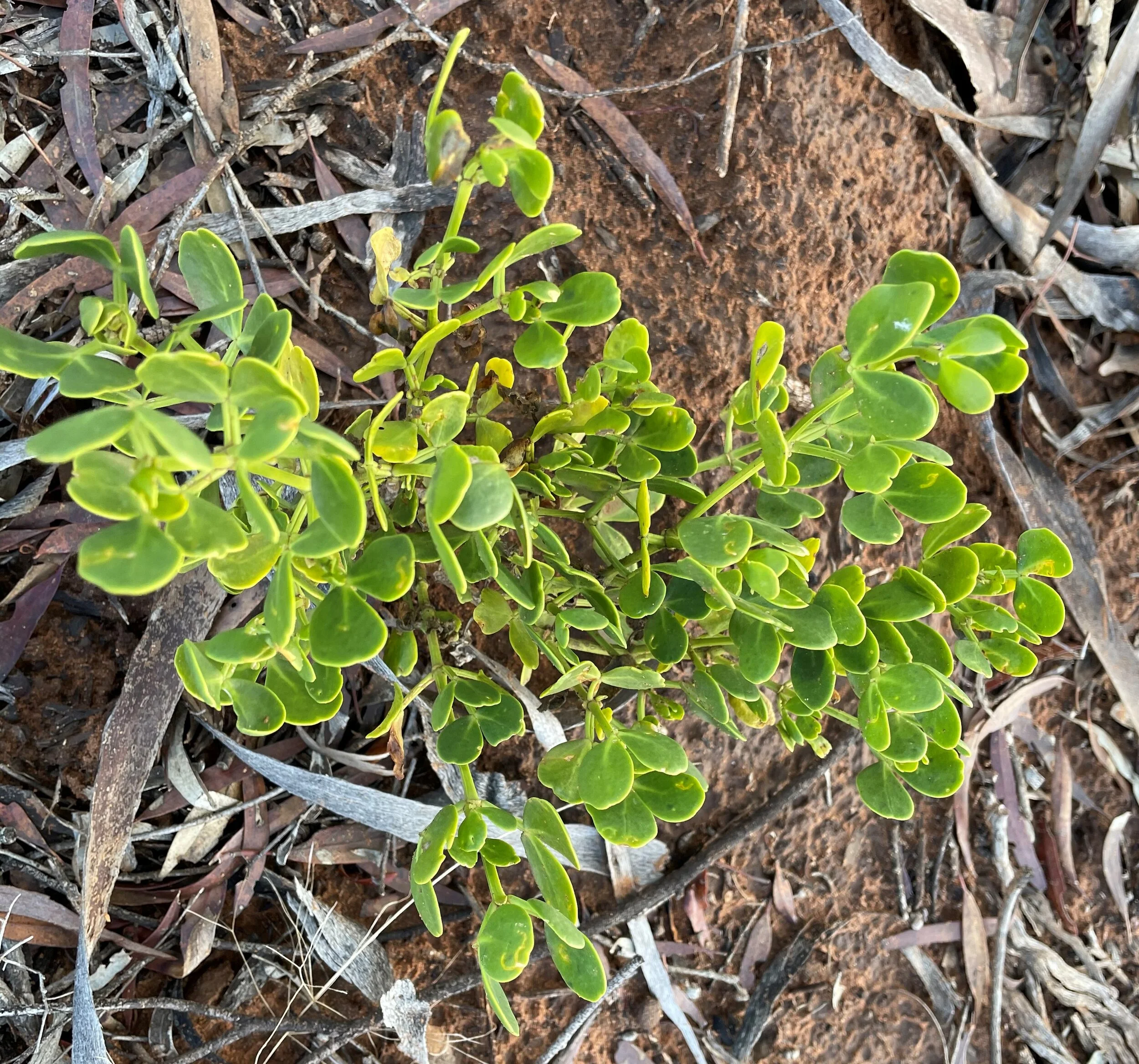 Flora — Hattah Bush Block