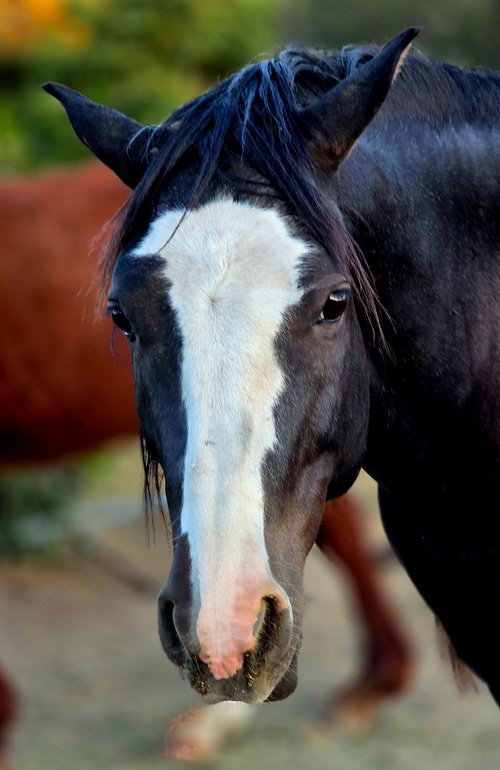 Meet the Herd | Horses of Silver Horse Constellations — Silver Horse