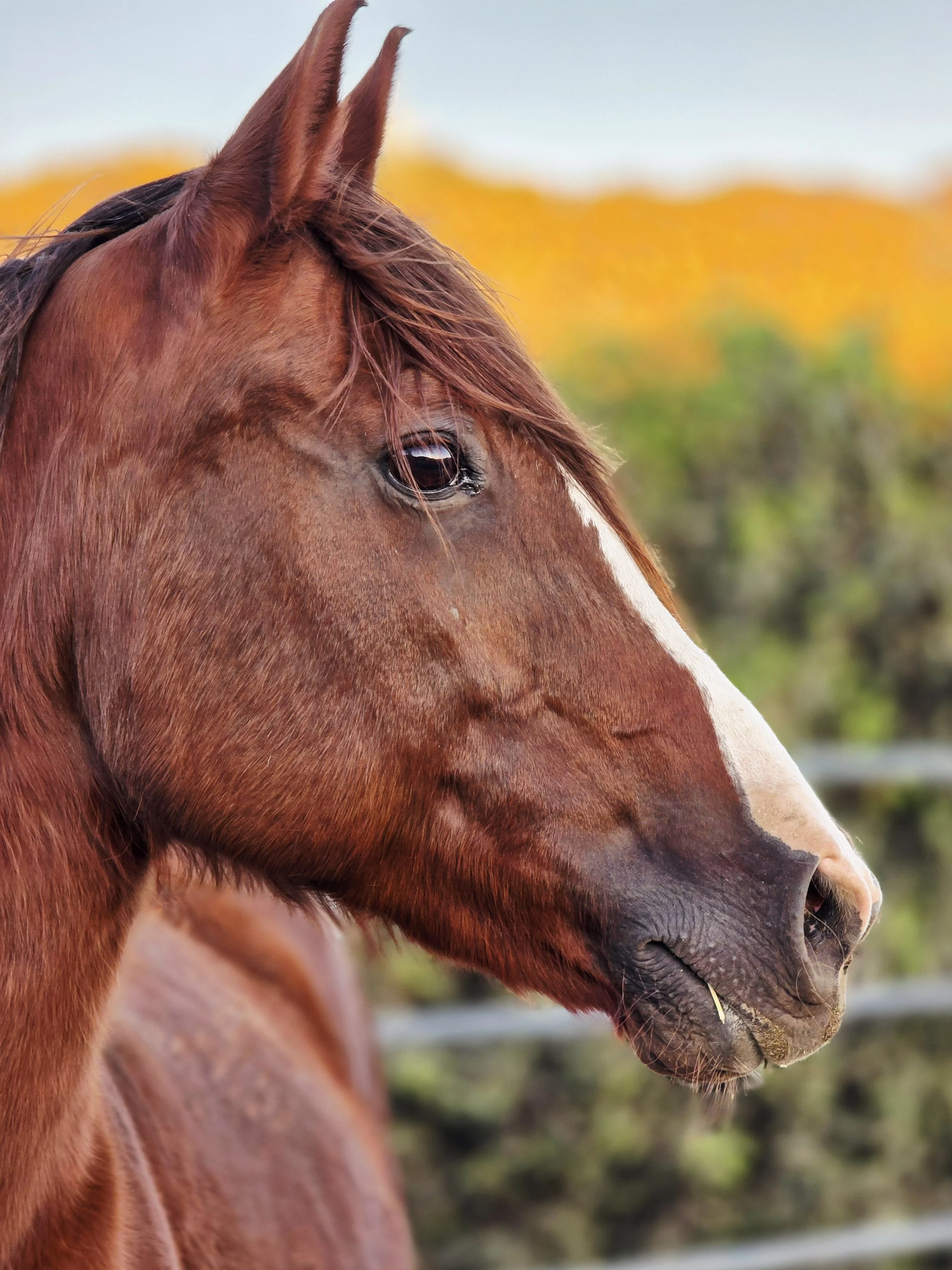 Meet the Herd | Horses of Silver Horse Constellations — Silver Horse