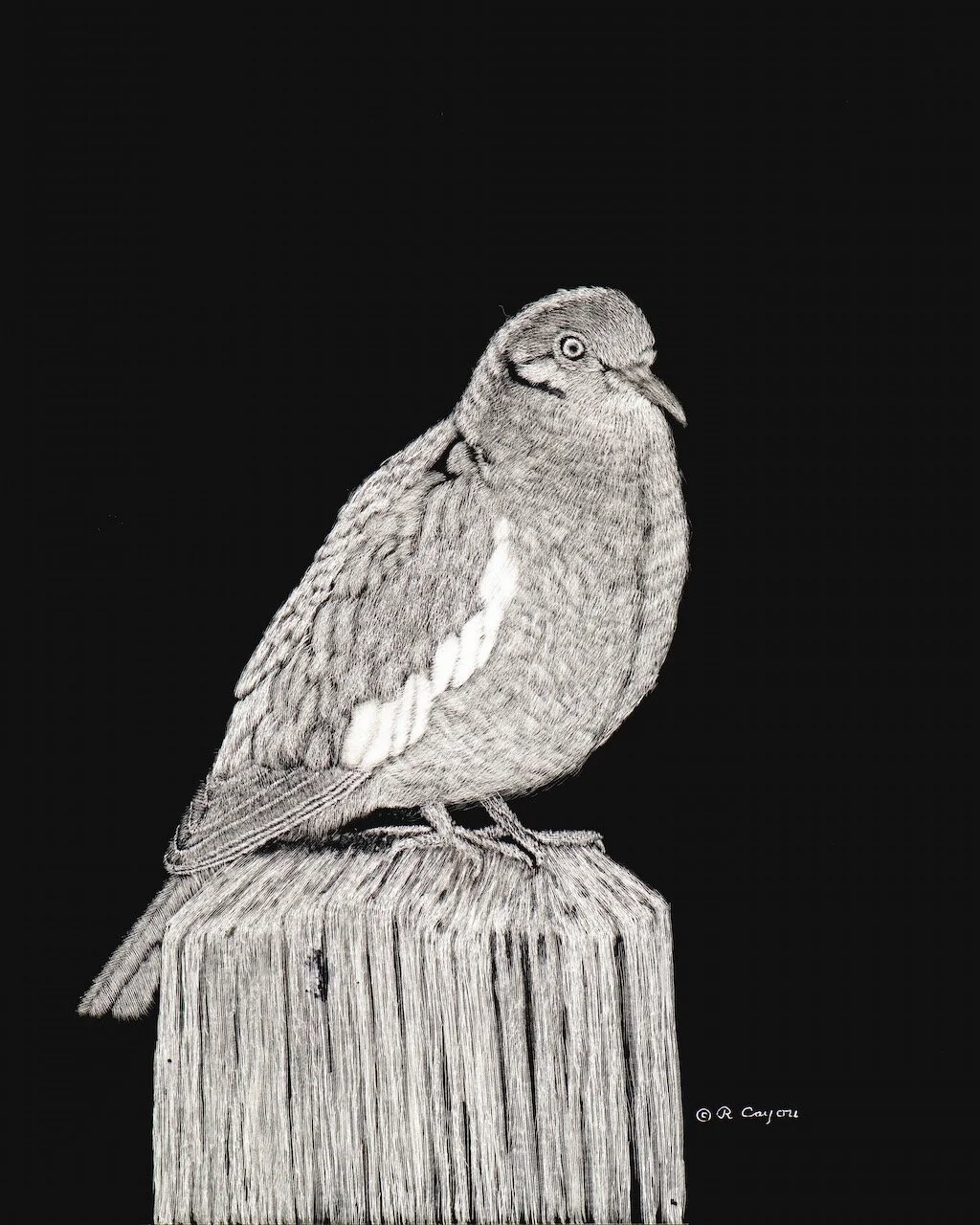 Scratchboard Art Birds