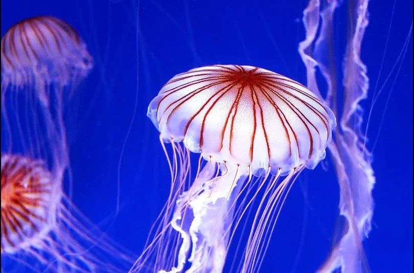 Home Decor — The Dream Merchant