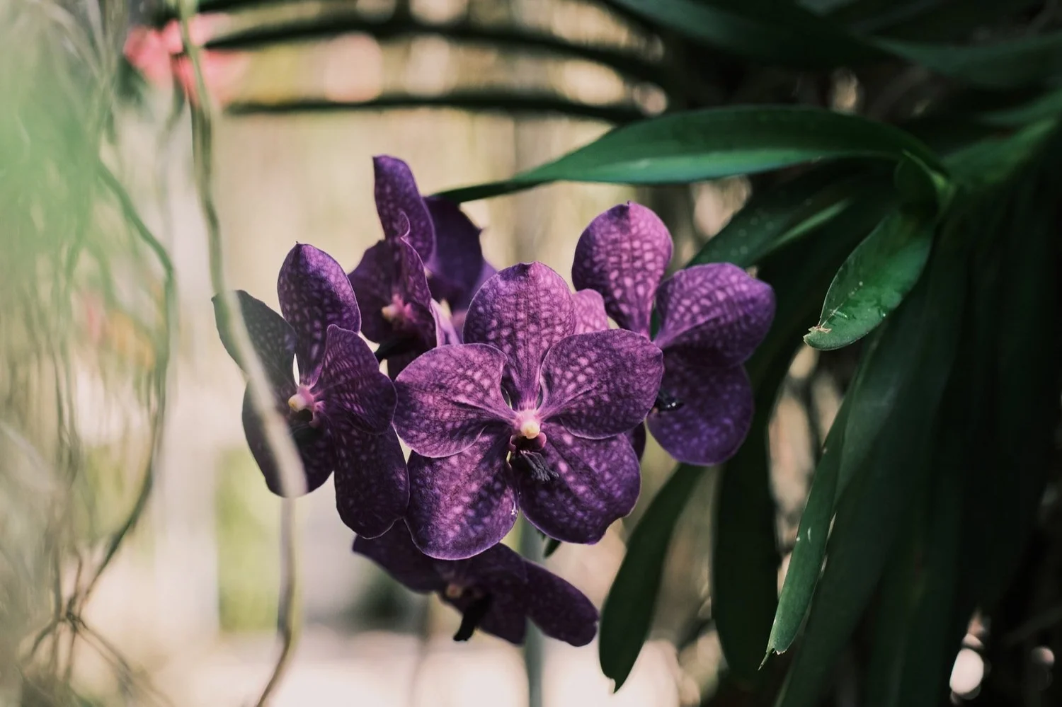 The Orchid Maker — THE BITTER SOUTHERNER