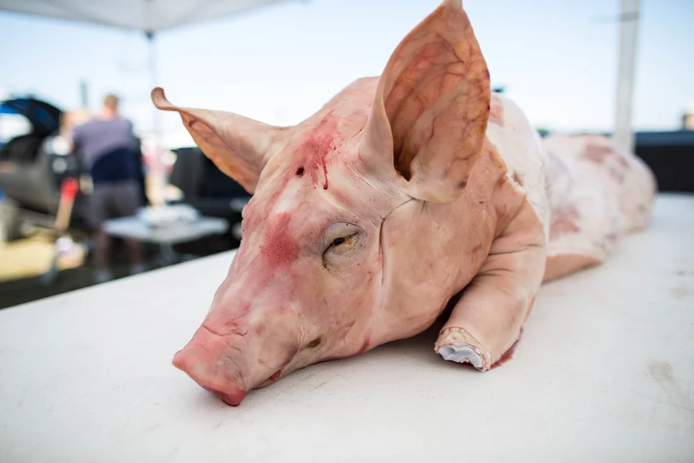 Republic of Swine — THE BITTER SOUTHERNER