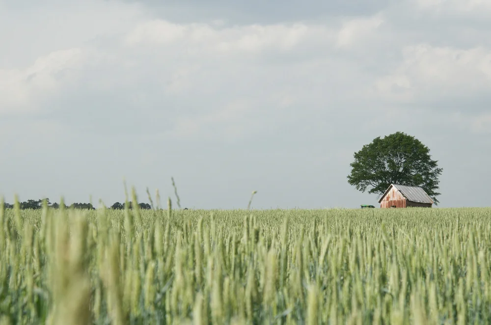 Charlotte Alexander Strode — THE BITTER SOUTHERNER