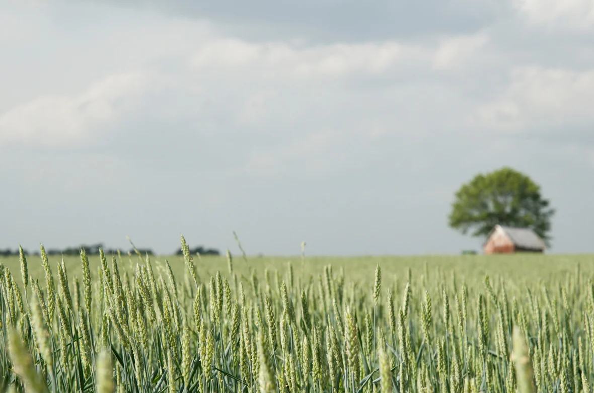 Charlotte Alexander Strode — THE BITTER SOUTHERNER