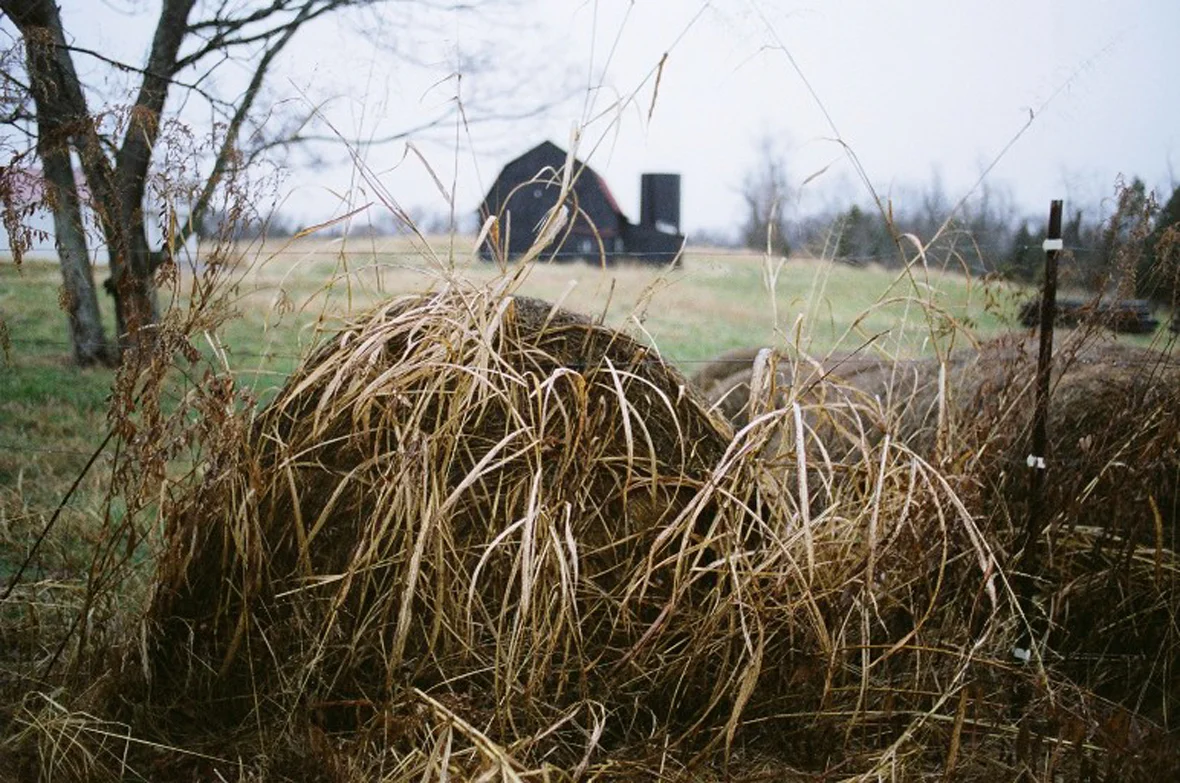 Charlotte Alexander Strode — THE BITTER SOUTHERNER