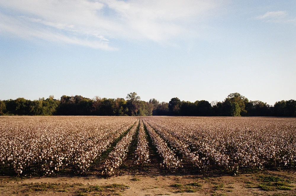 Charlotte Alexander Strode — THE BITTER SOUTHERNER