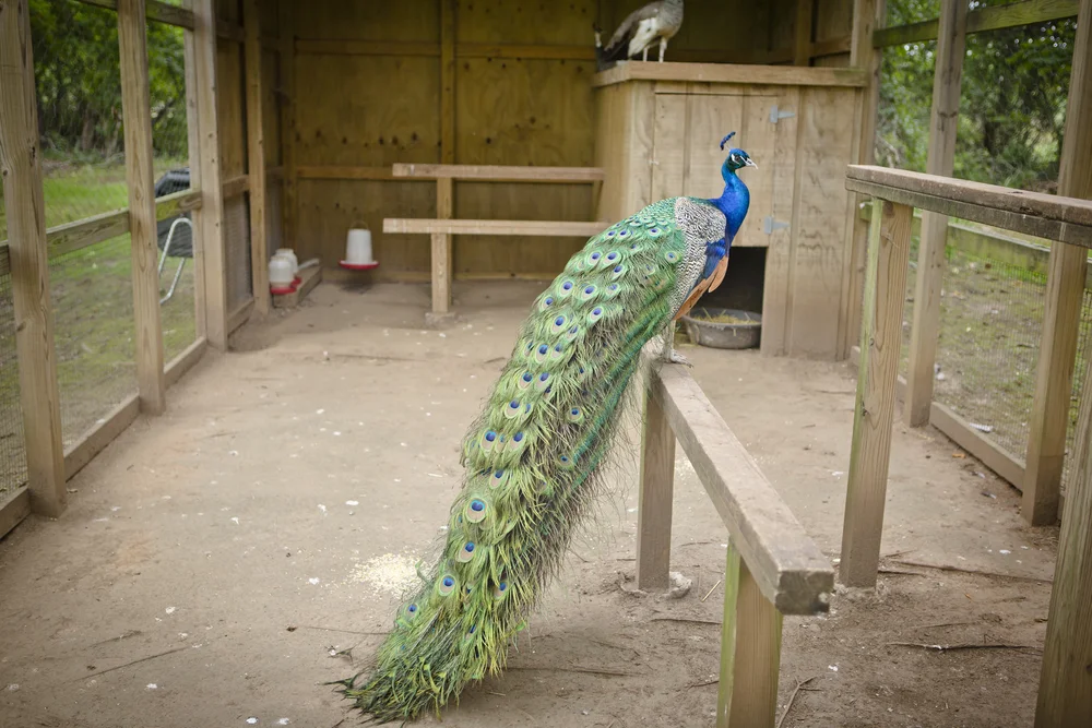 An Obituary for Flannery’s Peacock — THE BITTER SOUTHERNER