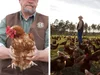 Will Harris & White Oak Pastures Farm: The Dirt Underneath — THE BITTER ...