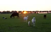 Will Harris & White Oak Pastures Farm: The Dirt Underneath — THE BITTER ...