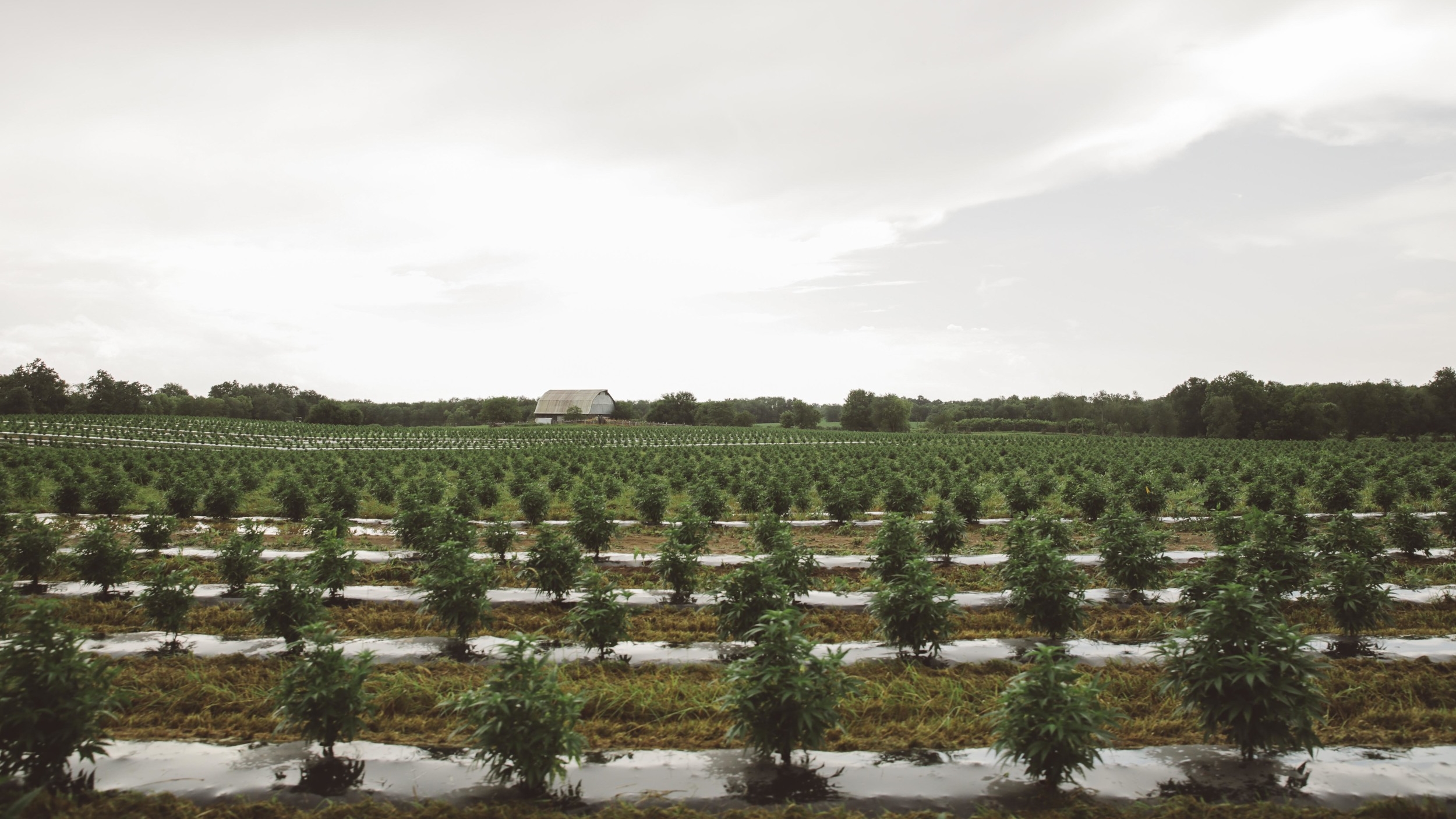 Kentucky Gets Hip to Hemp — THE BITTER SOUTHERNER