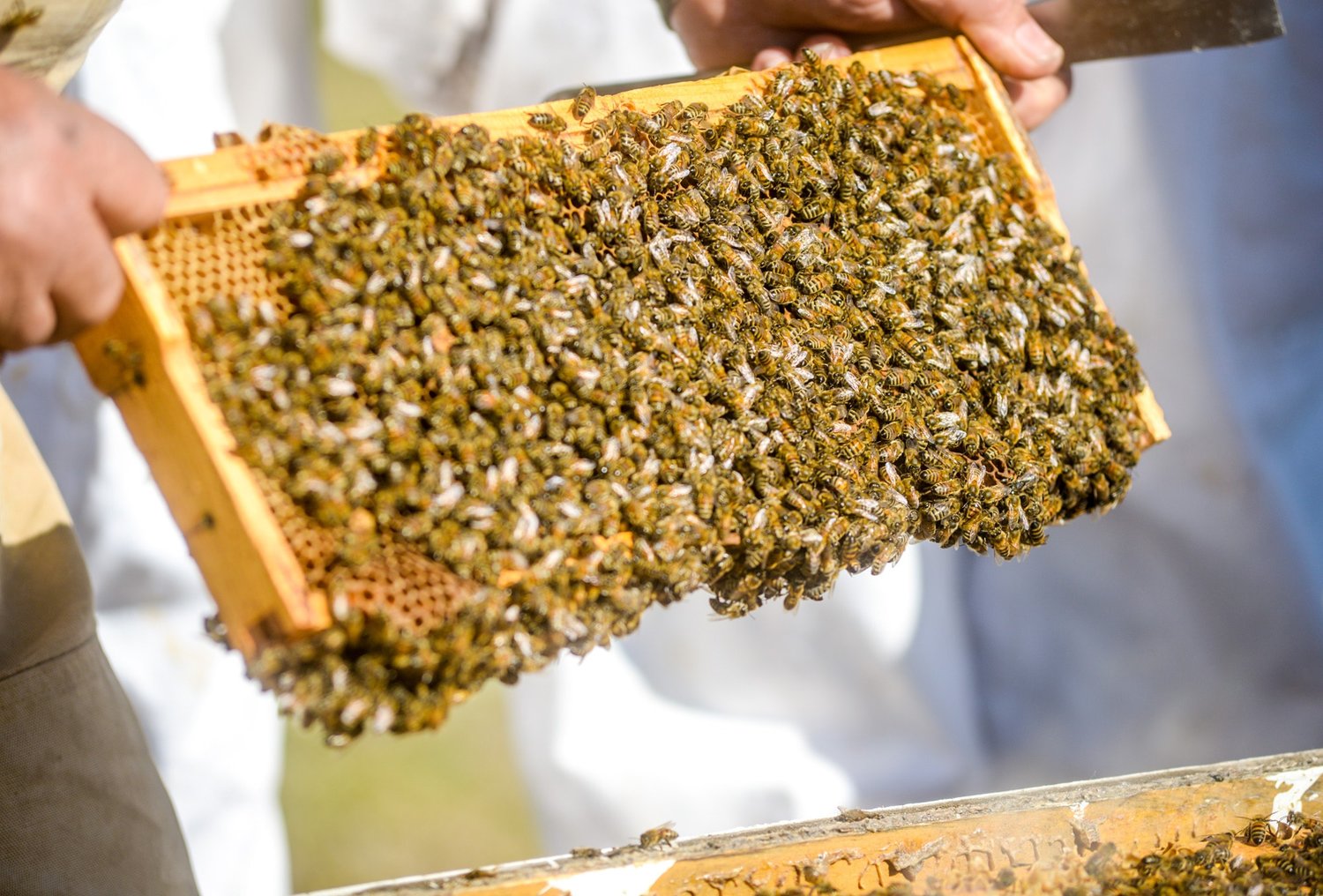 The Queen Bee of Downtown Durham — THE BITTER SOUTHERNER
