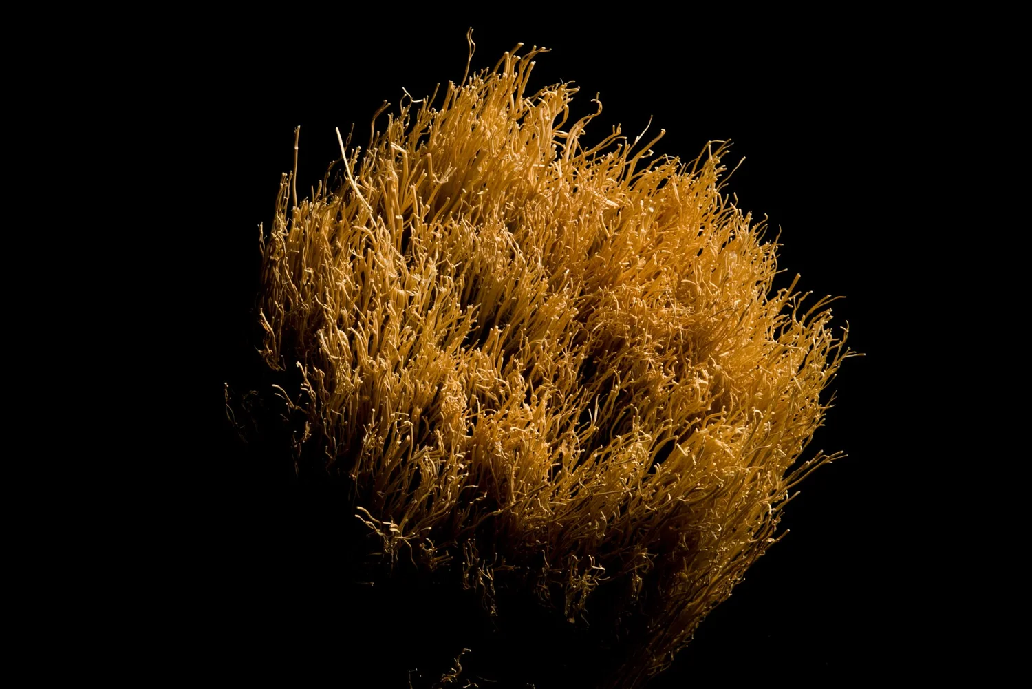 The Broom Prophet — THE BITTER SOUTHERNER