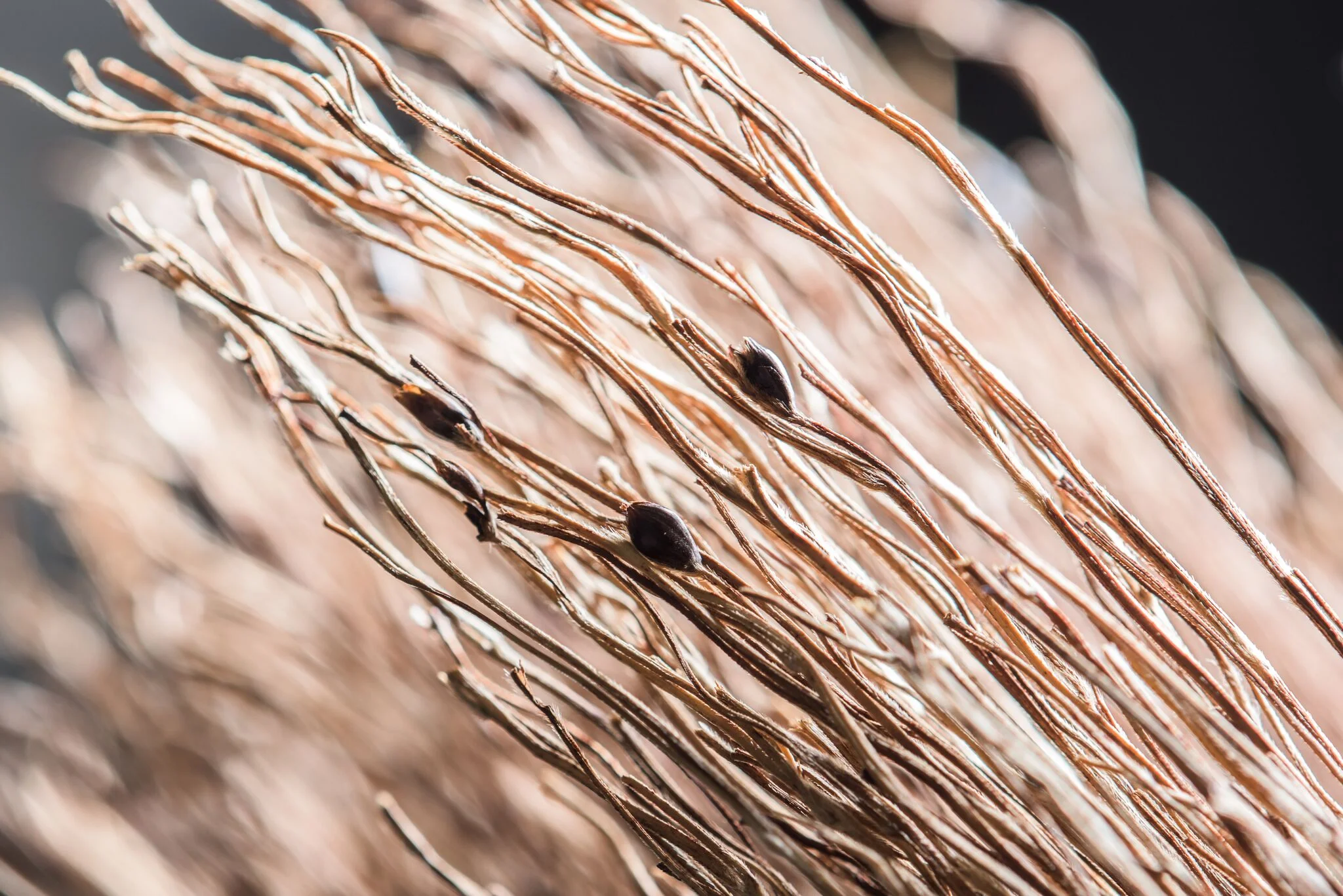 The Broom Prophet — THE BITTER SOUTHERNER