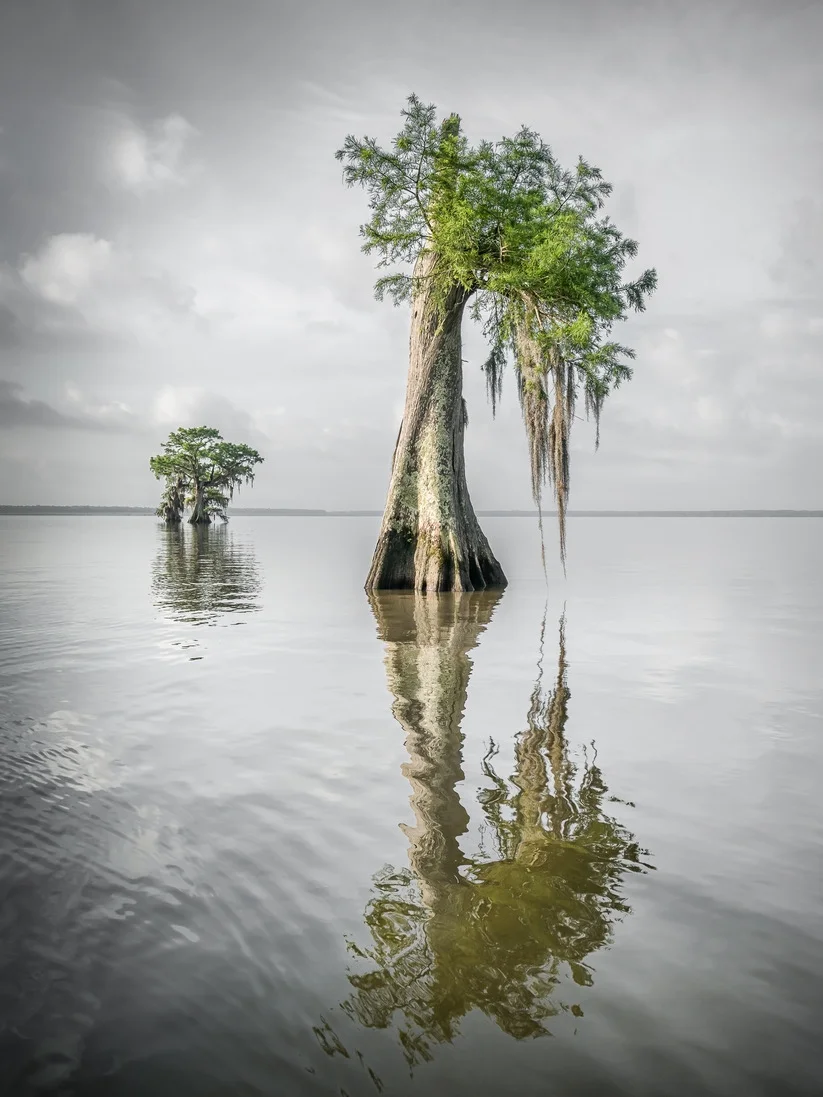 Erosion of a Culture — THE BITTER SOUTHERNER