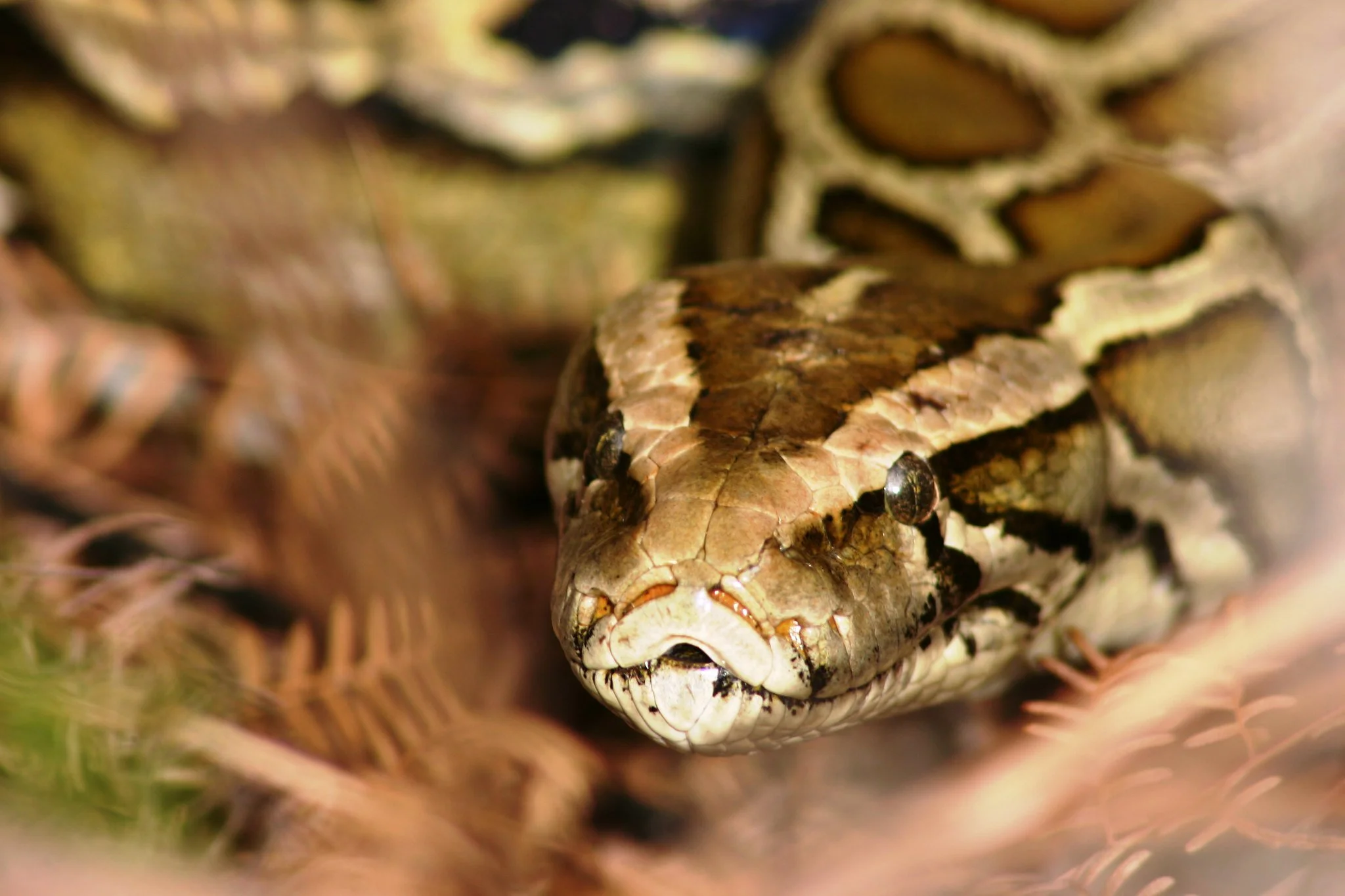 Pythons of the Everglades — THE BITTER SOUTHERNER