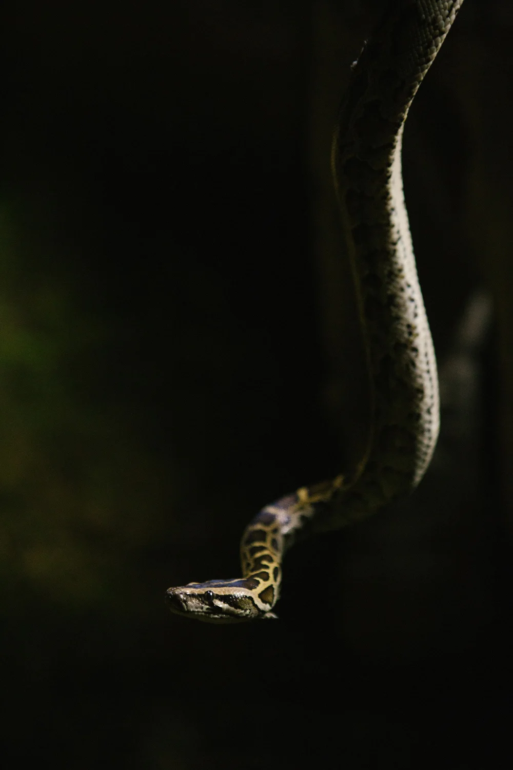 Pythons of the Everglades — THE BITTER SOUTHERNER