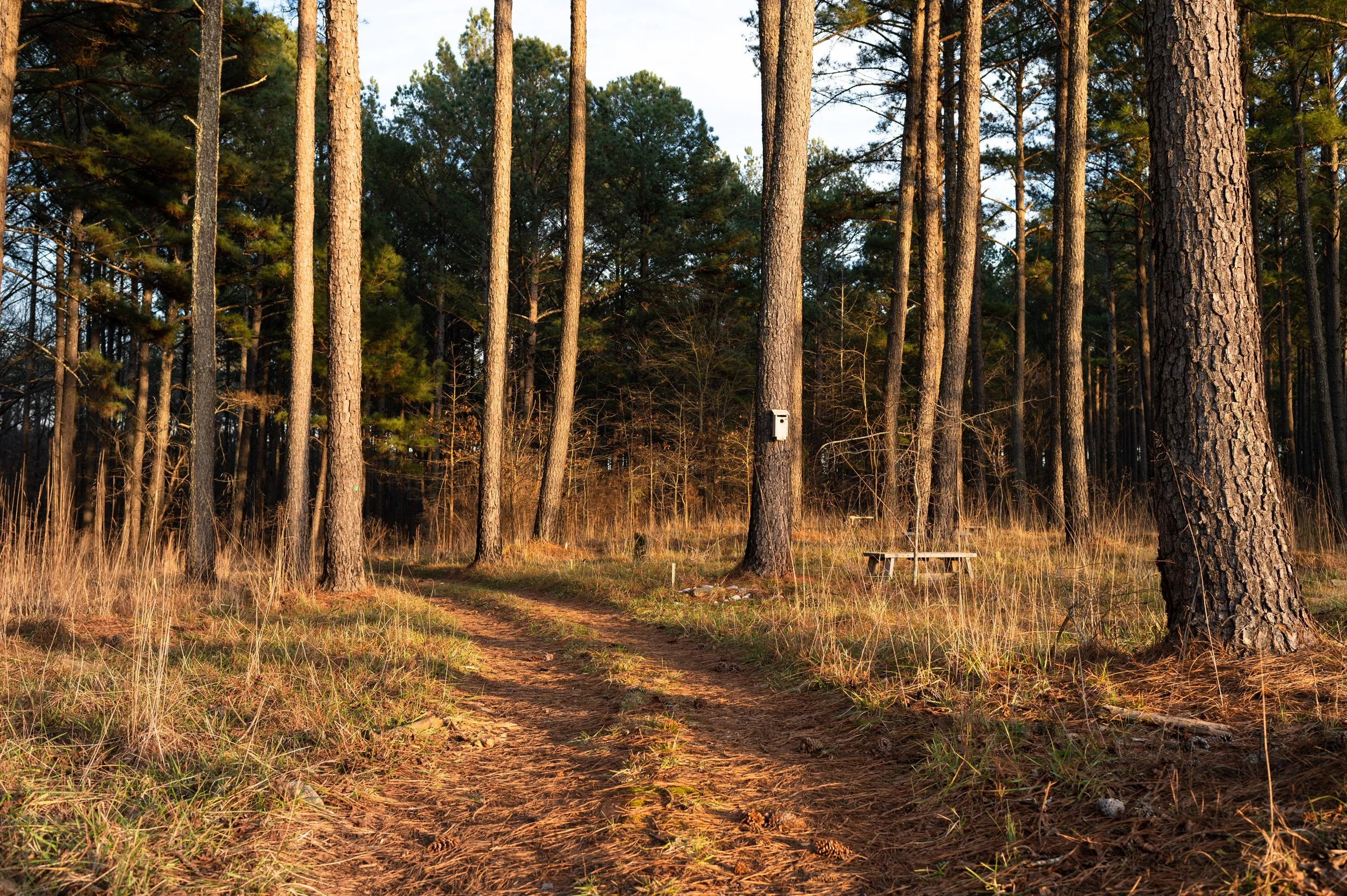 Piecing Together the Green Burial Movement — THE BITTER SOUTHERNER