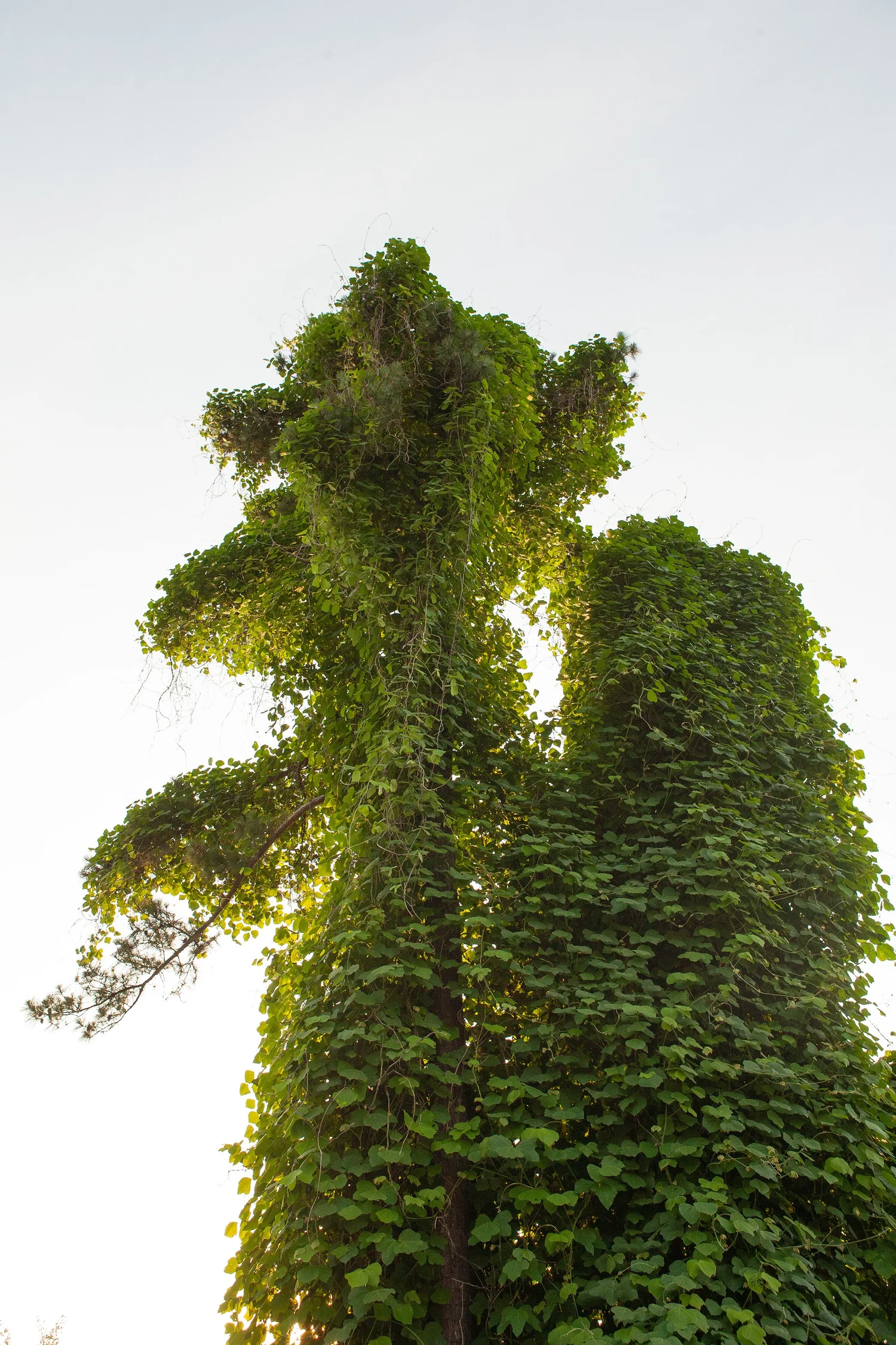 Of Vines and Villains — THE BITTER SOUTHERNER