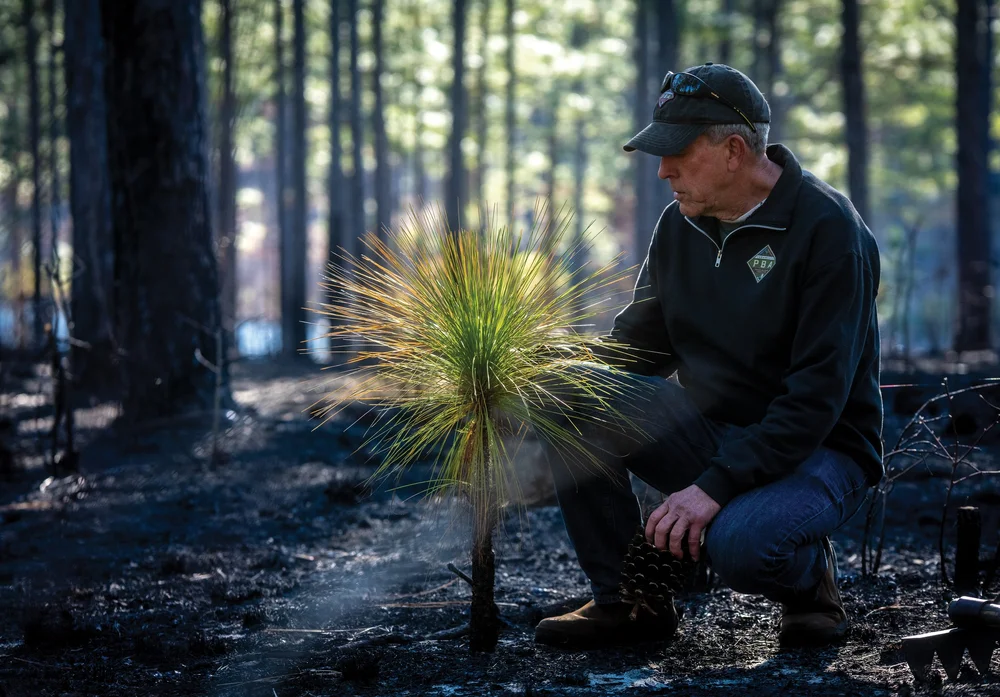 Burning the Forest for the Trees — THE BITTER SOUTHERNER