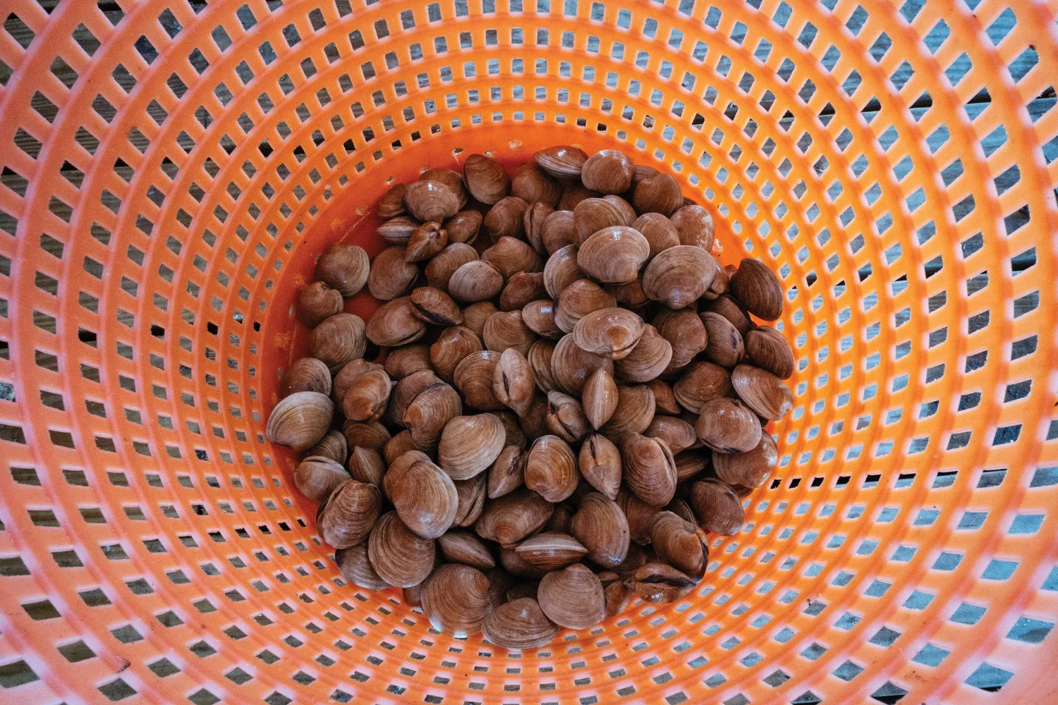 Clam South — THE BITTER SOUTHERNER