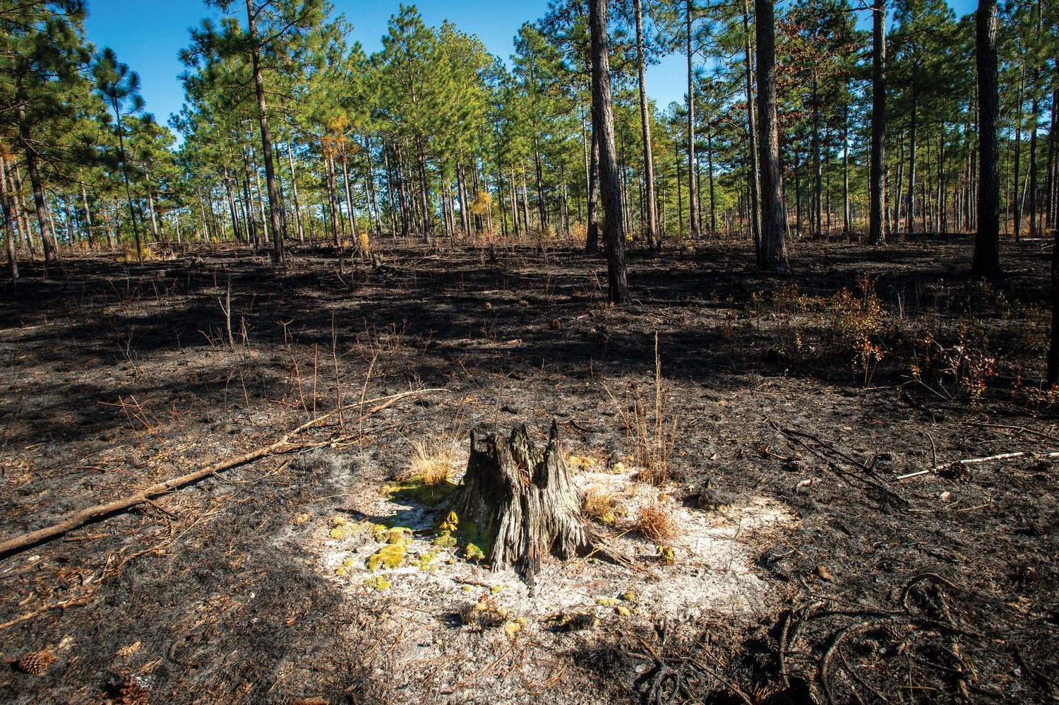 Burning the Forest for the Trees — THE BITTER SOUTHERNER
