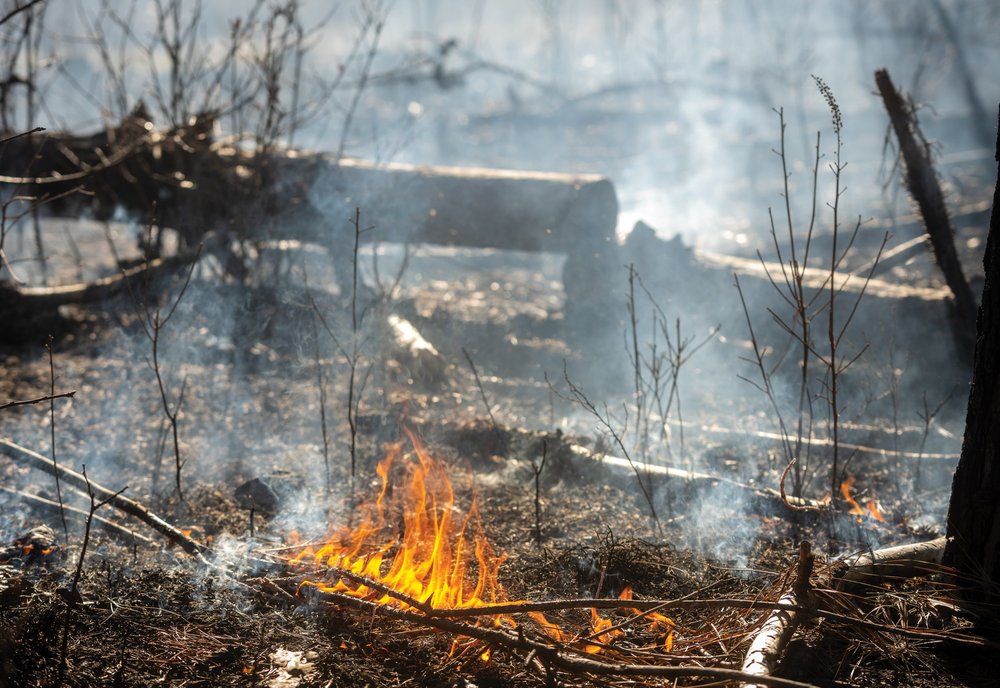 Burning the Forest for the Trees — THE BITTER SOUTHERNER