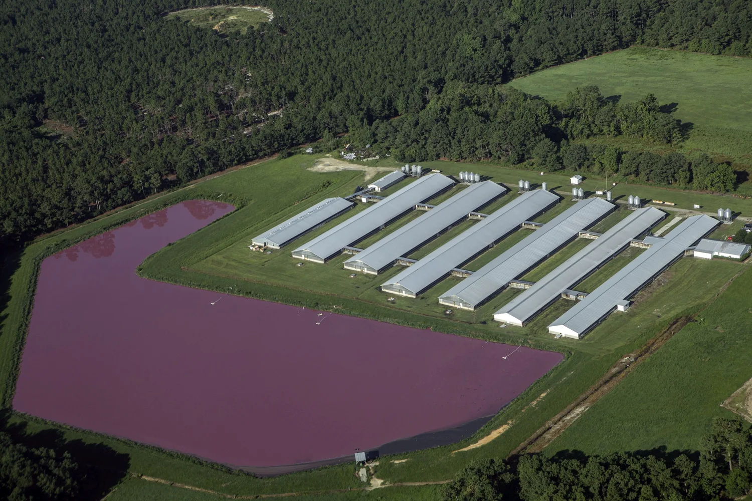 Anything but Green: How Hog Waste and Biogas Is Threatening North ...