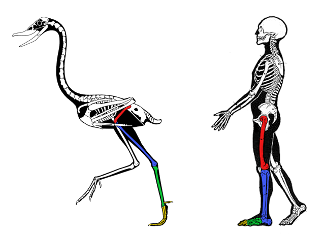 Um hey, Scientific American? Bird knees bend the same way as everyone ...